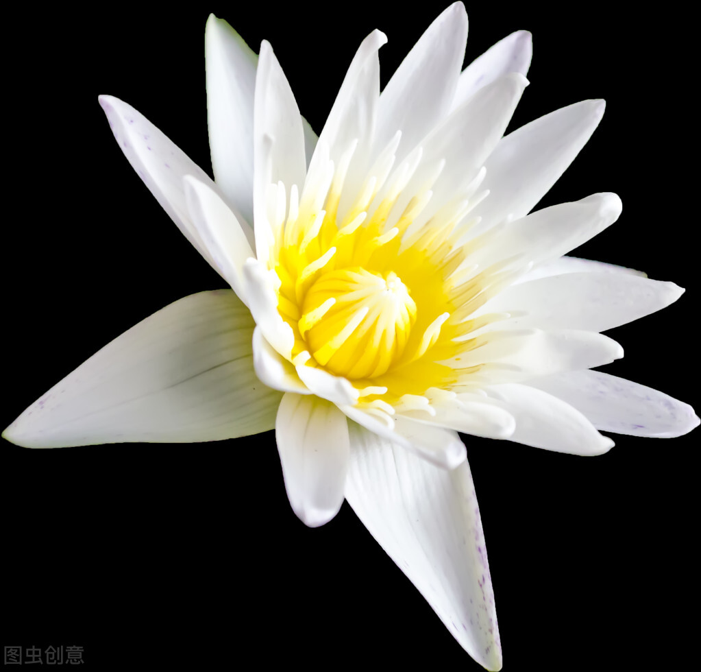 White Lotus "Tang" Lu Guimeng - iMedia