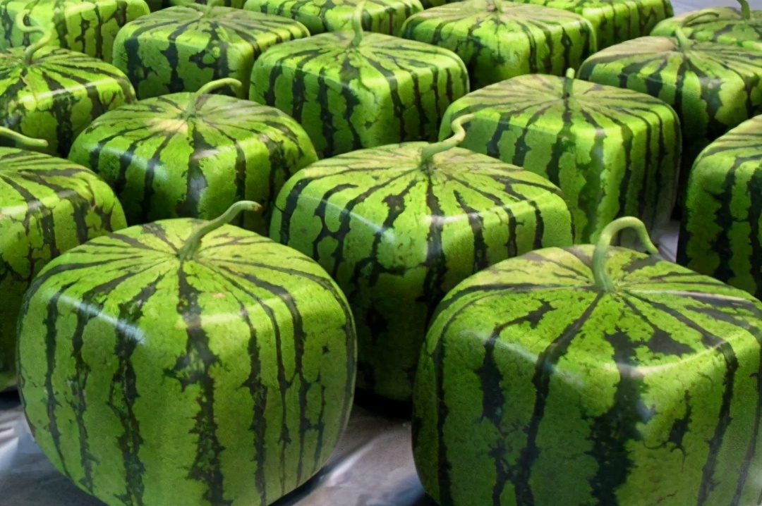 The "square watermelon" that was very popular 8 years ago, sold for ...