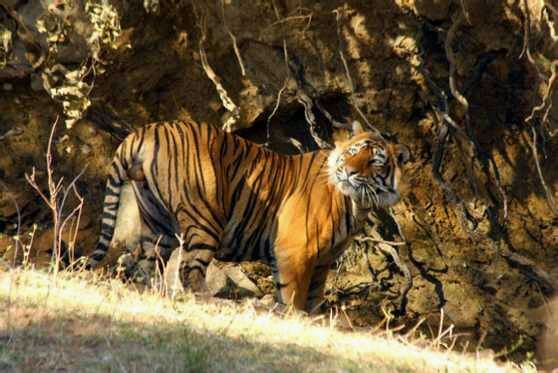 The son of the legendary tiger king: The Sudanese tiger drove high and ...