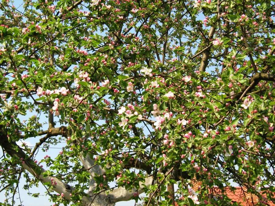 Apple's ancestor is not pig food, but baby - iNEWS