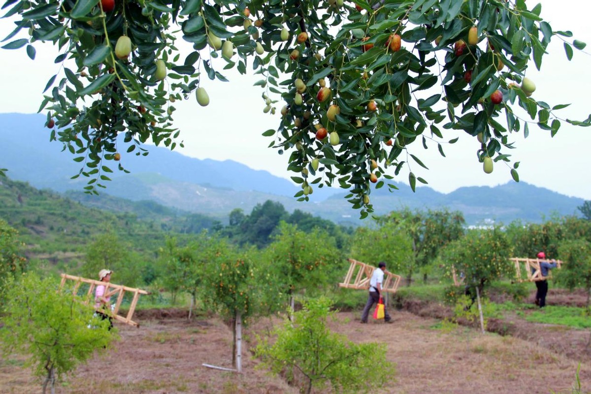 Industrial-grade 4G wireless router, Dandelion R300A experience, strong performance and high ...