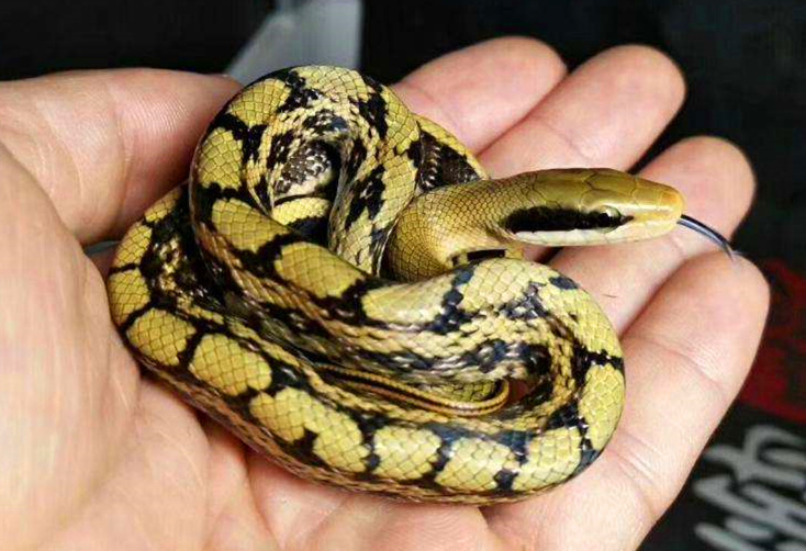 Snakes with triangle heads are poisonous, and snakes with round heads ...