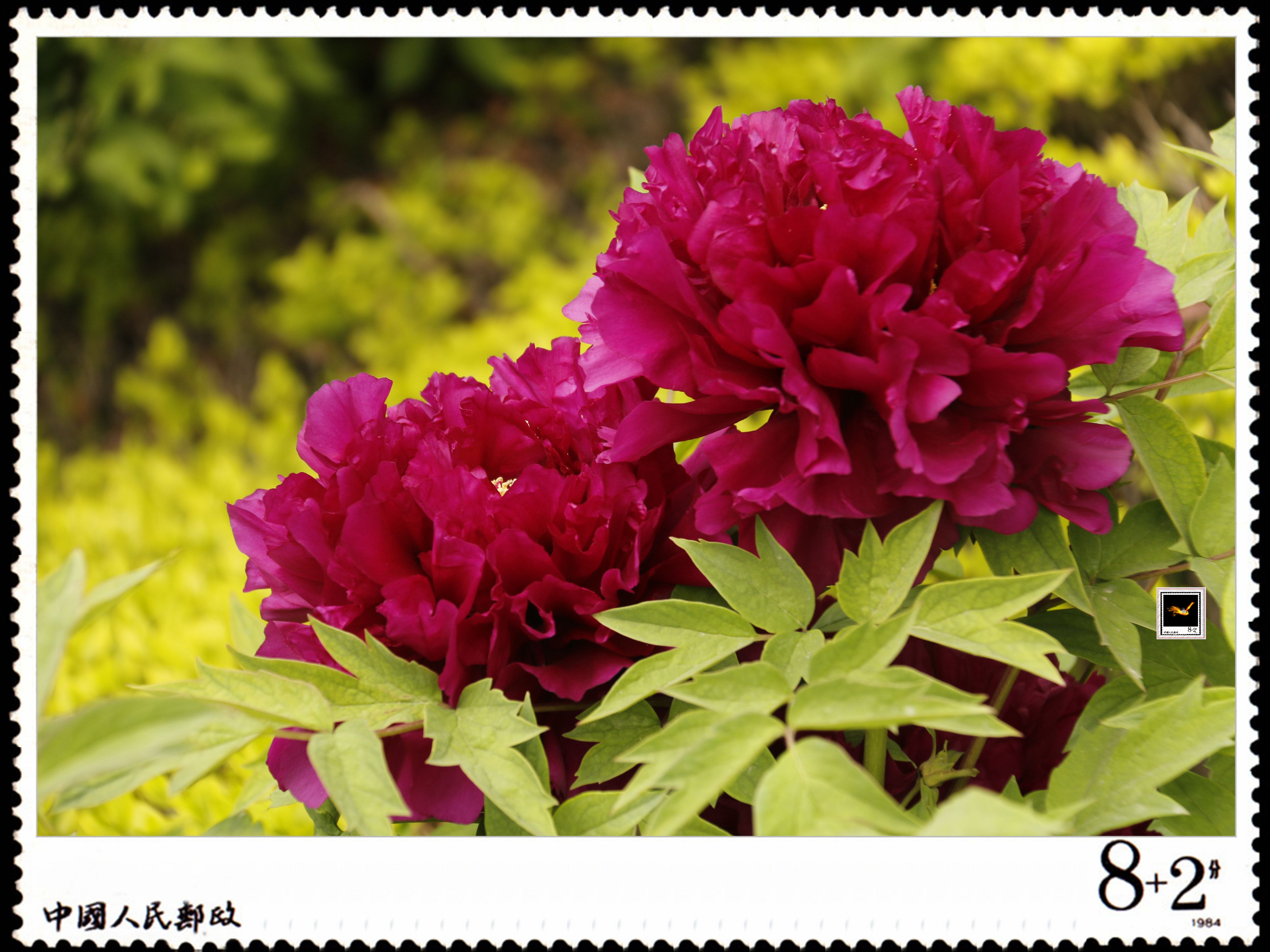 Prose Poem ︱ Peony (Original) - iNEWS