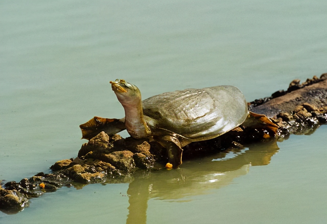 There are so many Ganges turtles in India that the locals dare not eat ...
