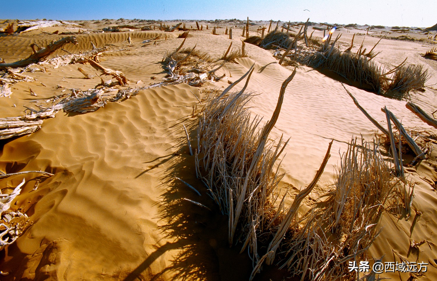 Stunning Niya Site - iNEWS