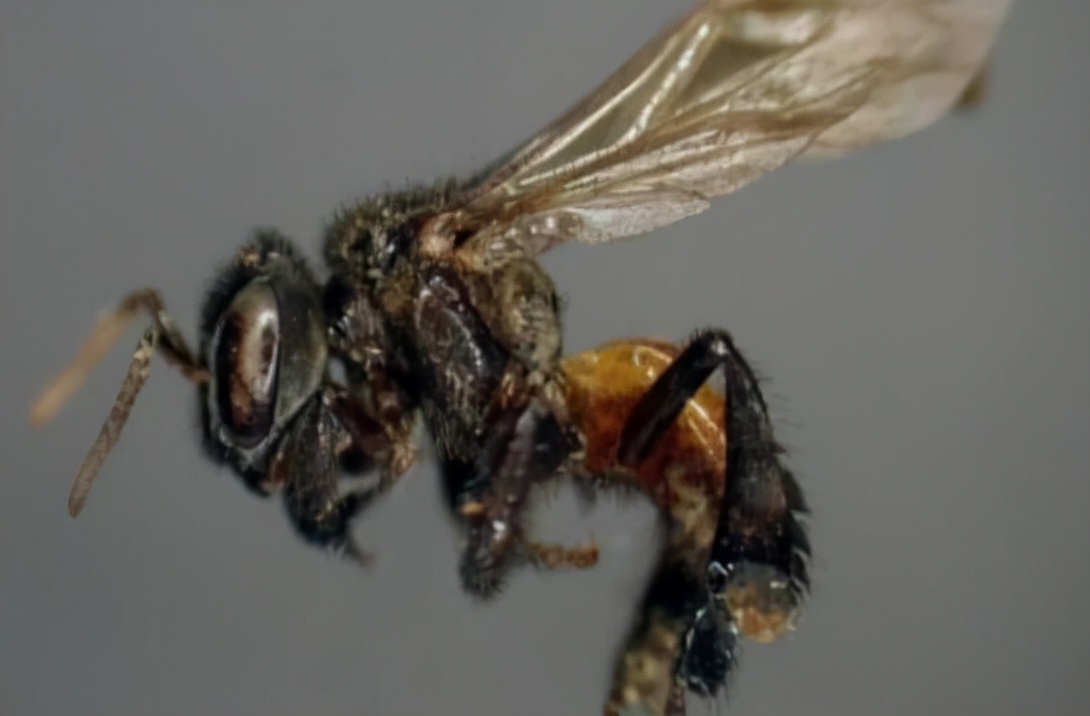 The weird bees have evolved to eat carrion, what's the matter?Will it ...