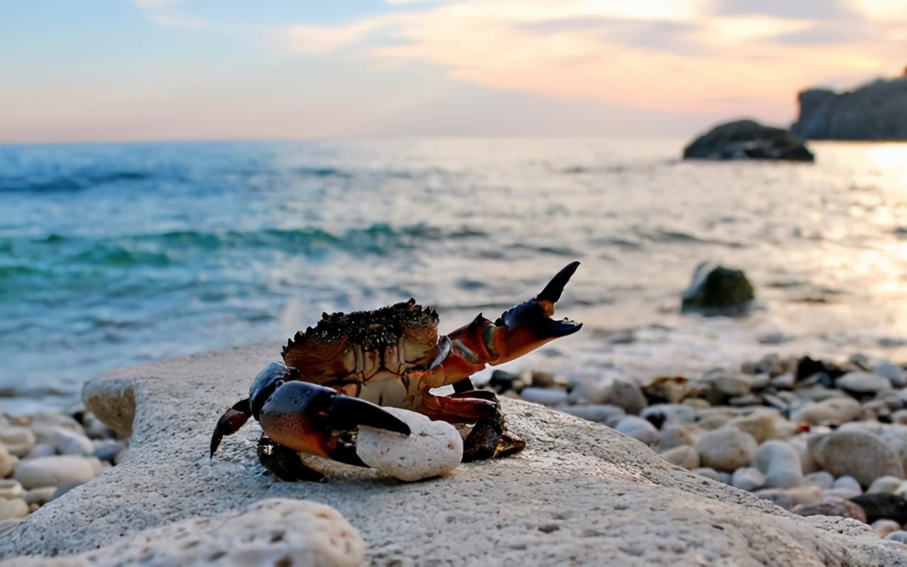 How dangerous are crabs after death? China Fisheries Research Institute ...
