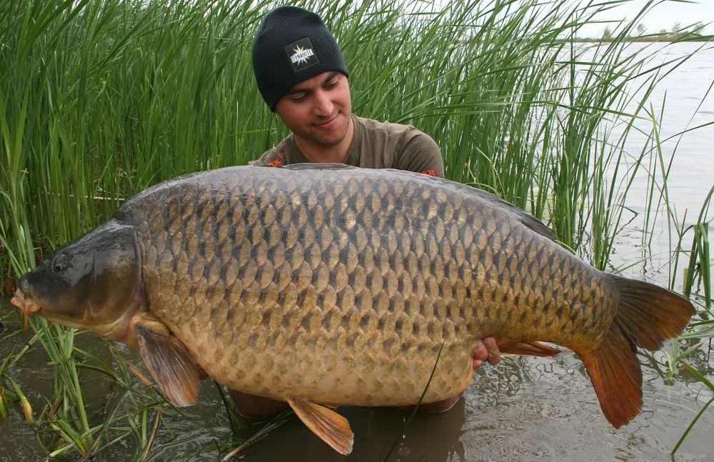 The largest fish in the Yangtze River weighs 1,000 kilograms. How big ...