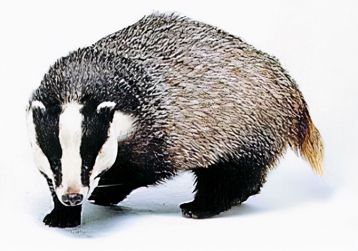 The legendary "human badger", "pig badger" and "dog badger" - iNEWS