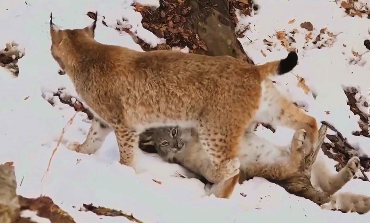 Qilian Mountain found that the female lynx gave birth to 3 cubs, and ...