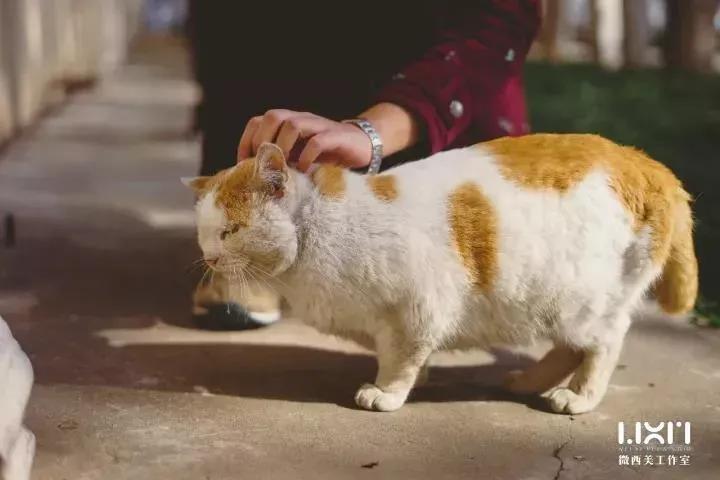 The cats in Xi'an are different, they all have culture!It's a good ...