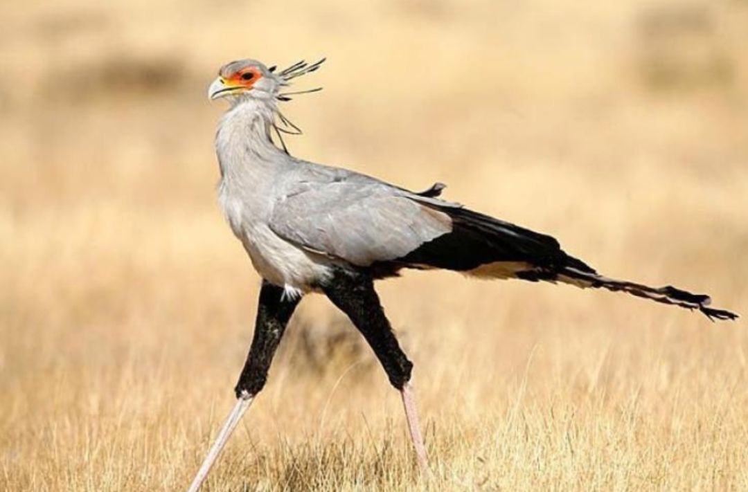 Secretary bird: the most beautiful snake killer, beautiful as a flower ...