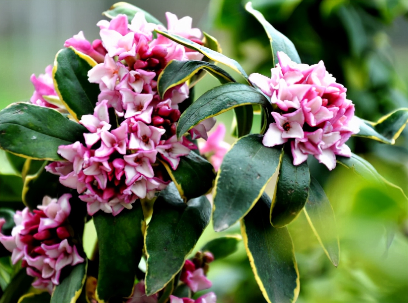 I bought Phnom Penh Ruixiang flowers online, and I want to stay alive ...