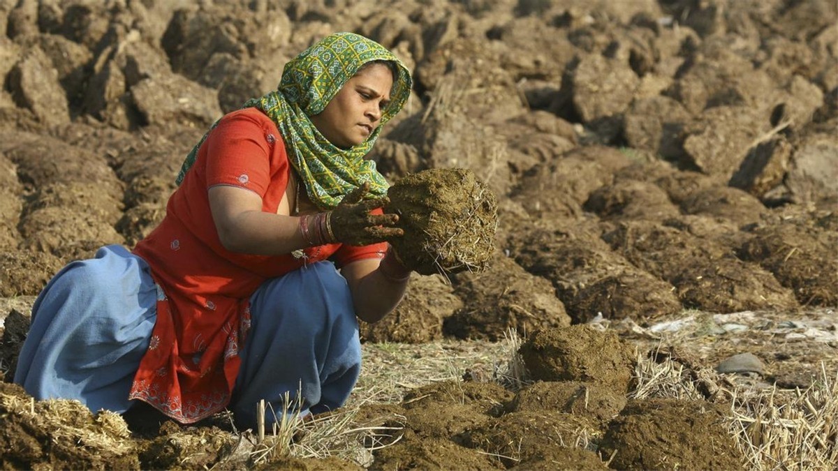Throwing cow dung at each other at the wonderful Indian “dung-splashing ...