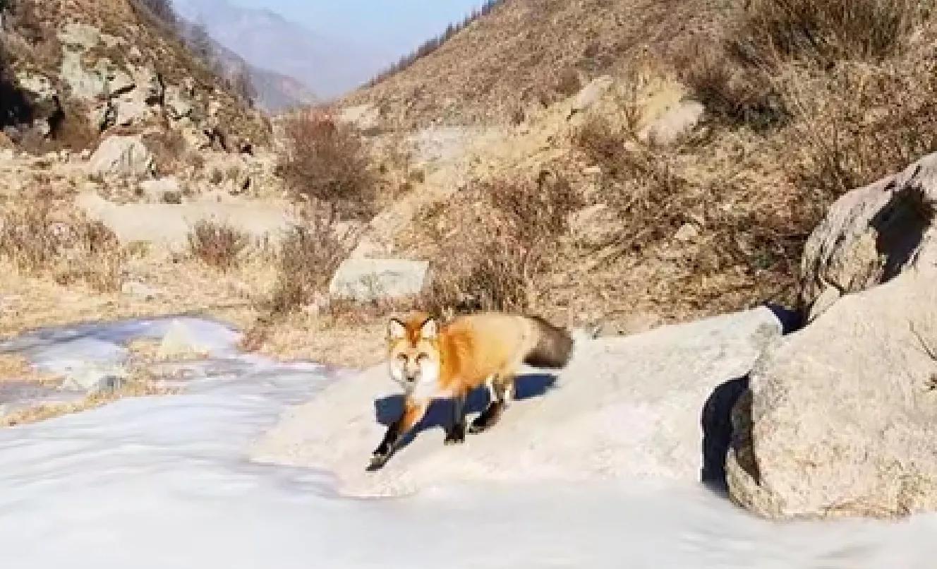 "Fire Fox" in the foothills of Wutai Mountain - iNEWS