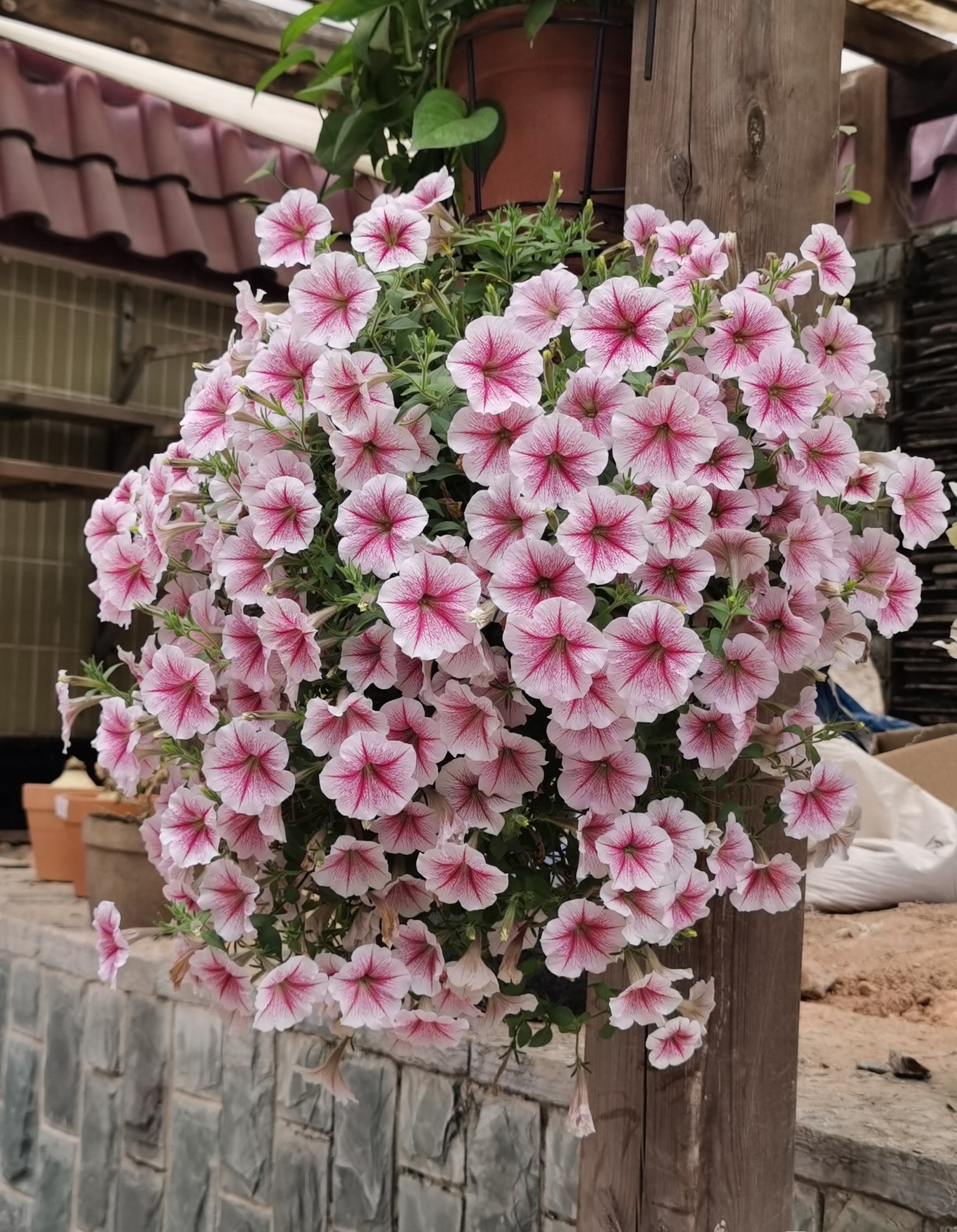 5 kinds of "short-lived flowers", they bloom prosperously, and if they ...
