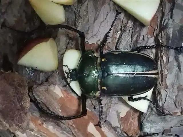 Extinct ancient species reappear in China!Where is it so magical? - iMedia