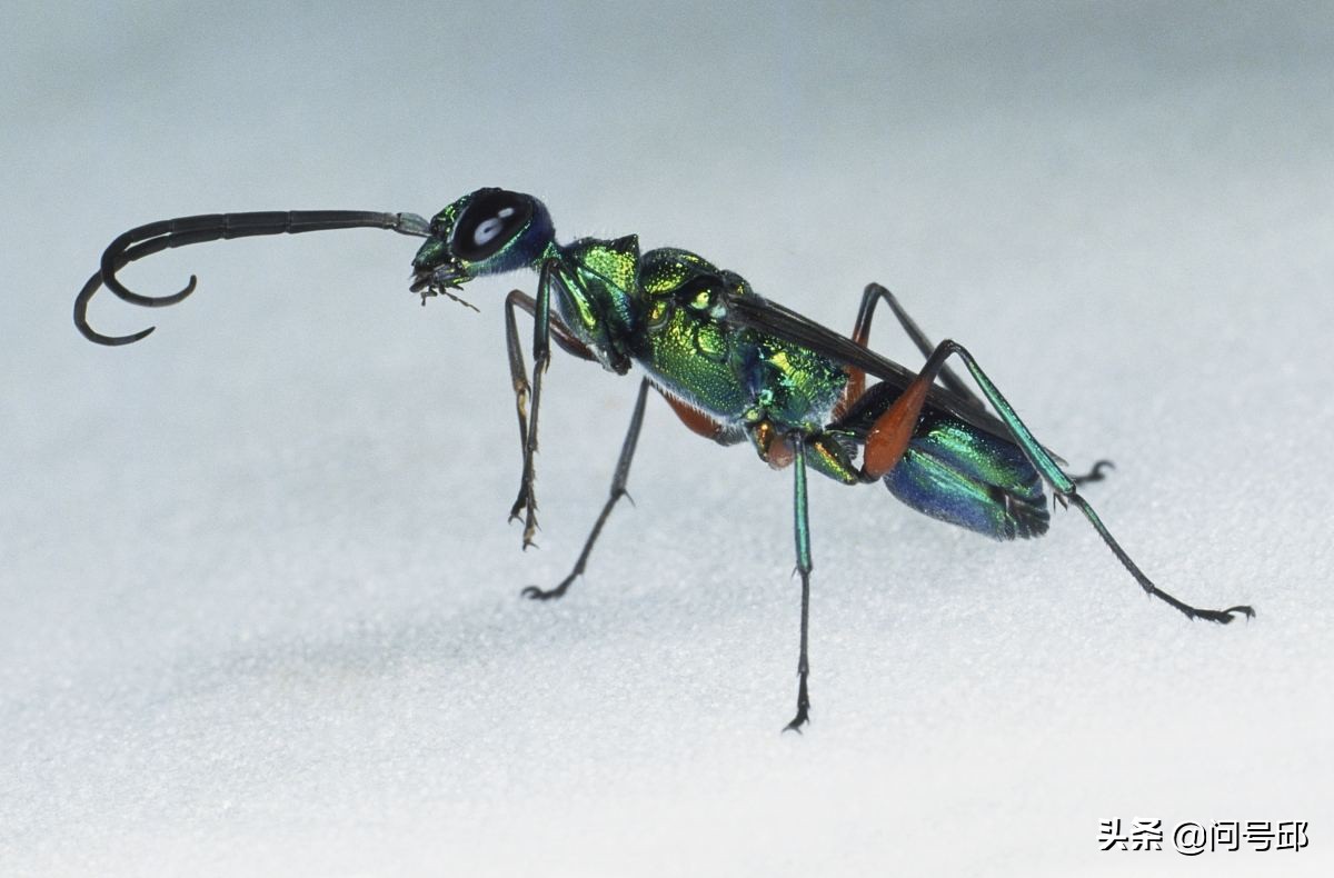 Cockroaches become the queen surrogate of parasitic wasps, and the ...