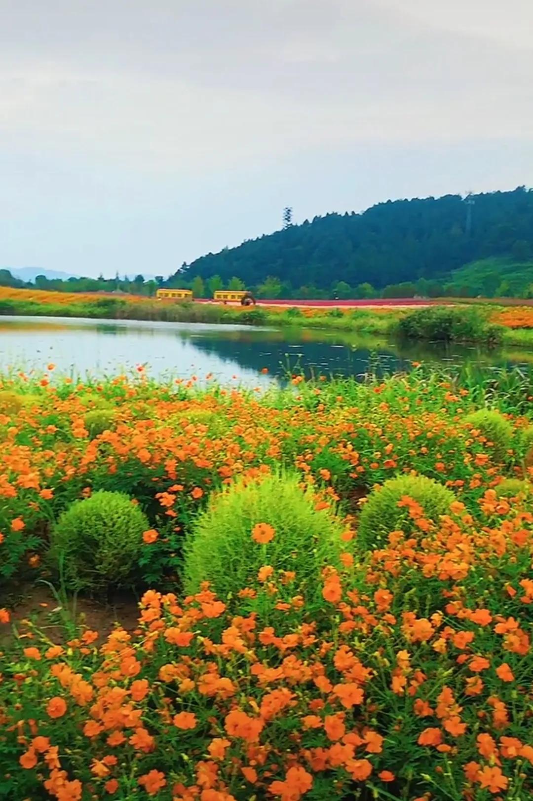 Hangzhou Jingshan Sea of Flowers-Flowers in full bloom in autumn - iNEWS