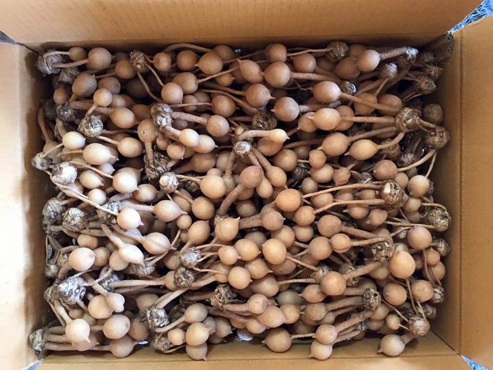 "Ginger in a pot" at home, blooming "Lotus", inserted in a vase, and ...