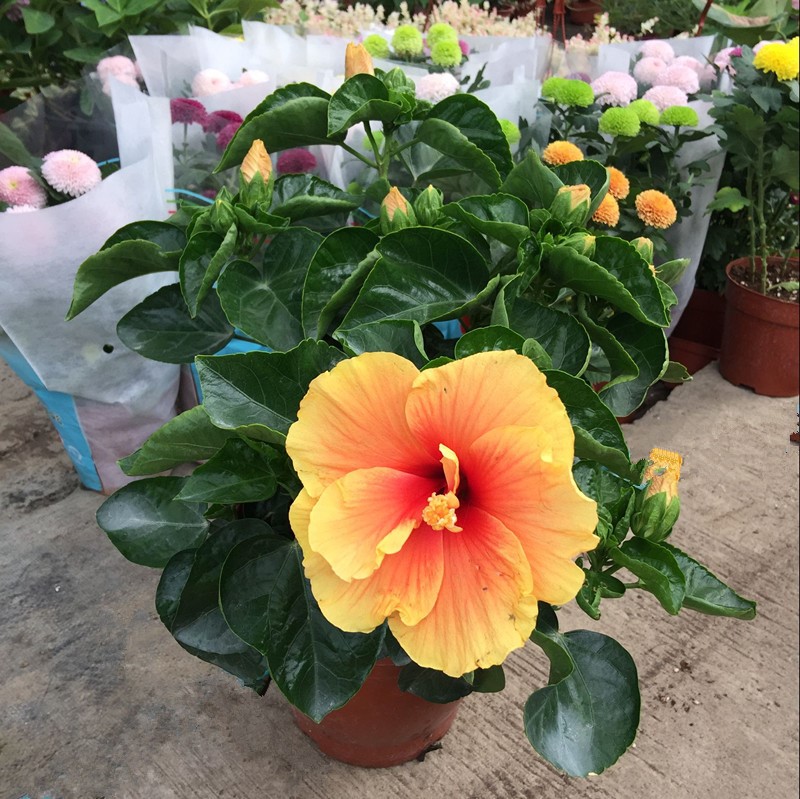 6 kinds of spicy flowers, huge amount of flowers and long flowering ...