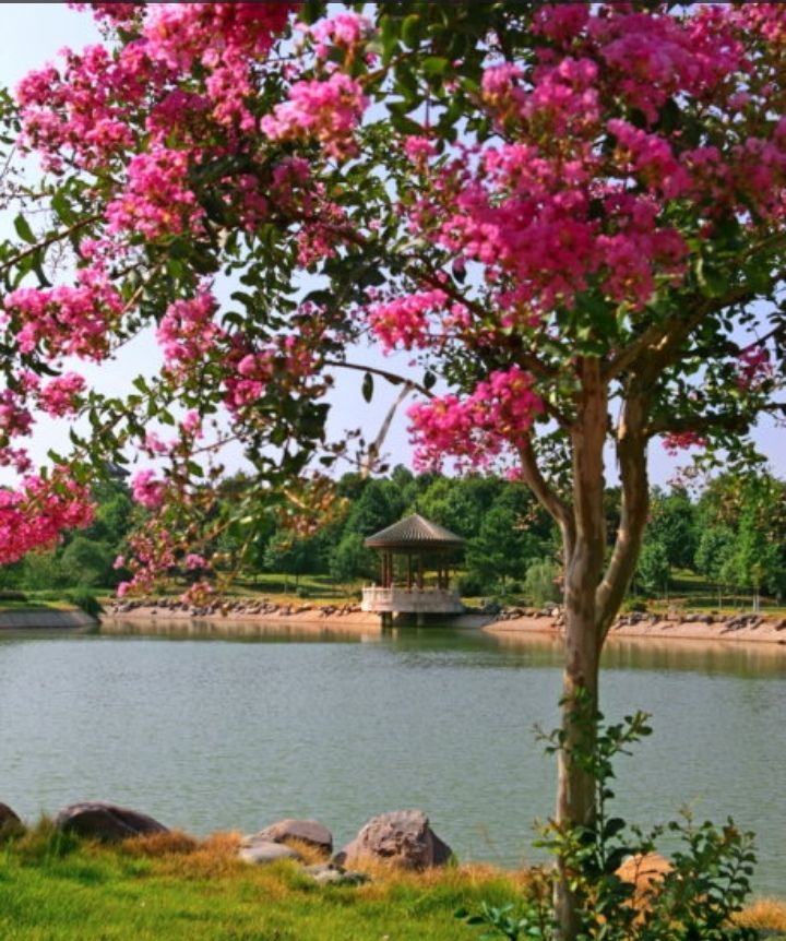 Praise of Ziwei Flower (Prose) - iNEWS