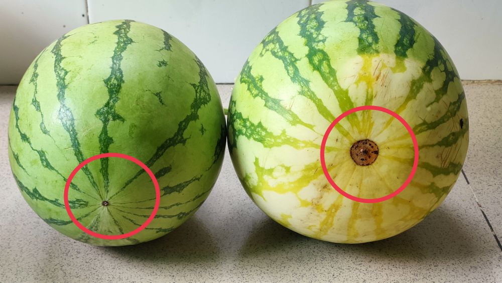 Gourmet tips: Whether watermelon is sweet or not, you can see here ...