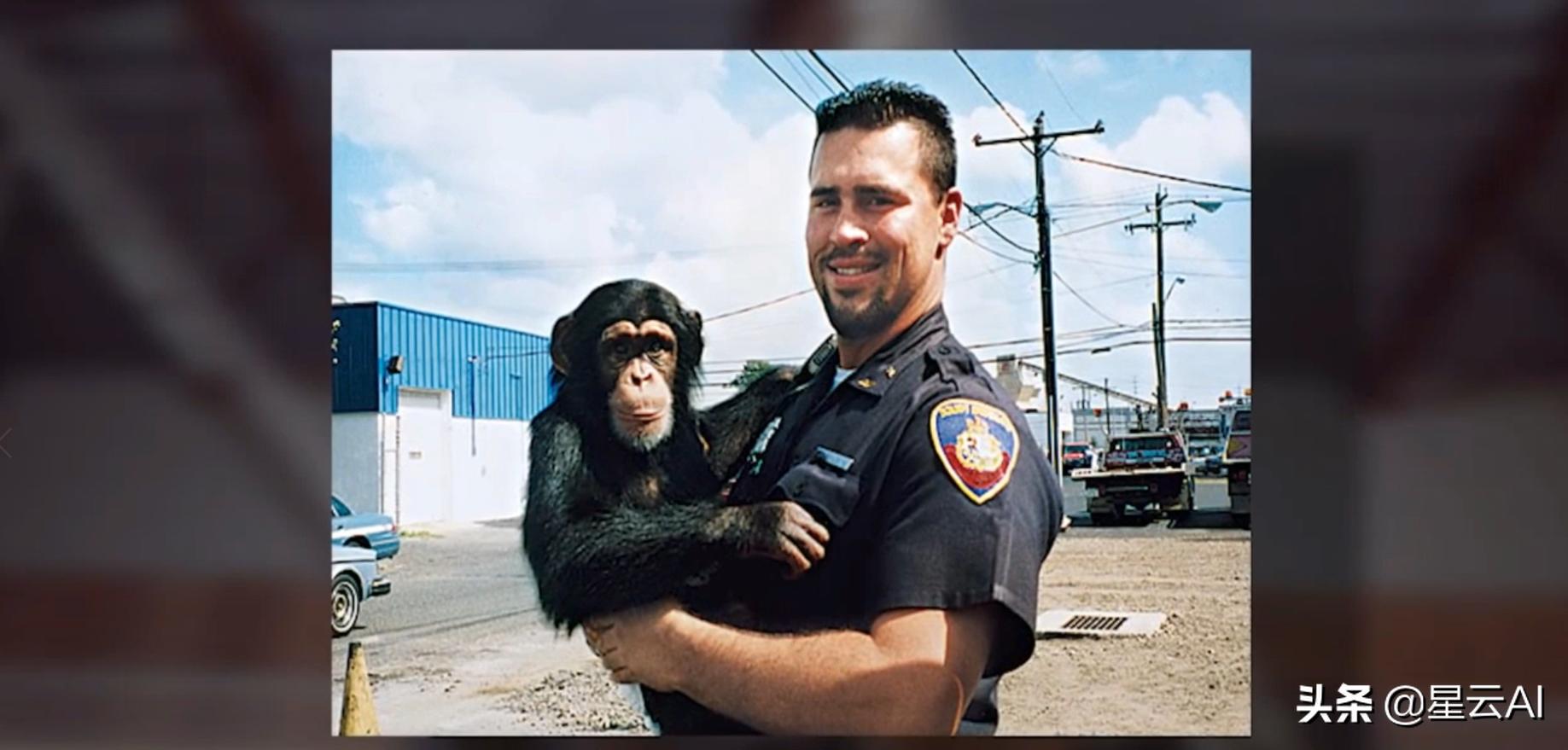 Why some animals can't be pets, real chimpanzee cannibalism incident ...