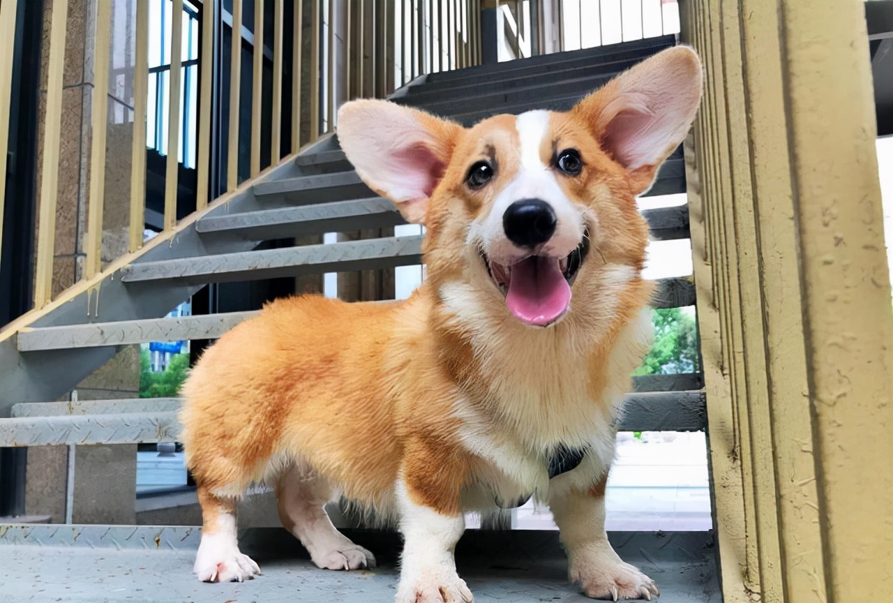 Corgis are pure and impure, you can see from these 5 places, you can ...