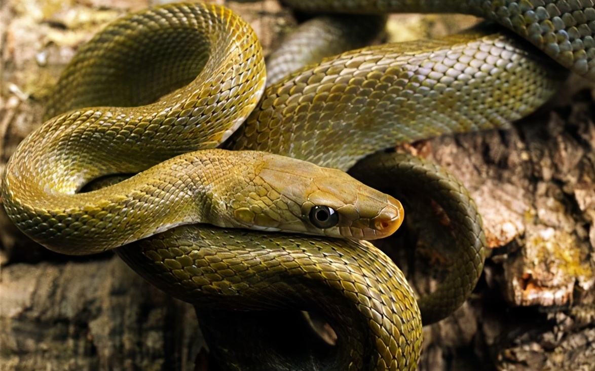 It is said that if you hit a snake and hit seven inches, will the snake ...