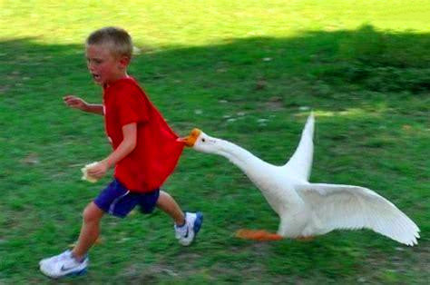 Where there are geese, why do snakes run away? Can goose feces really ...