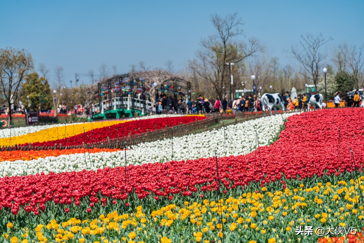 The first sea of tulips in China, over 3,000 acres and more than 30 ...
