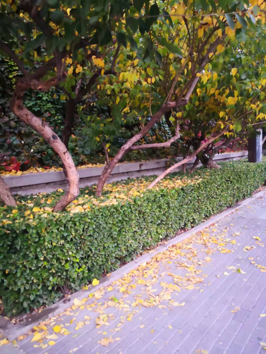 Lin Shen (nine poems outside of poems) Zhang Xingui, Beijing - iNEWS