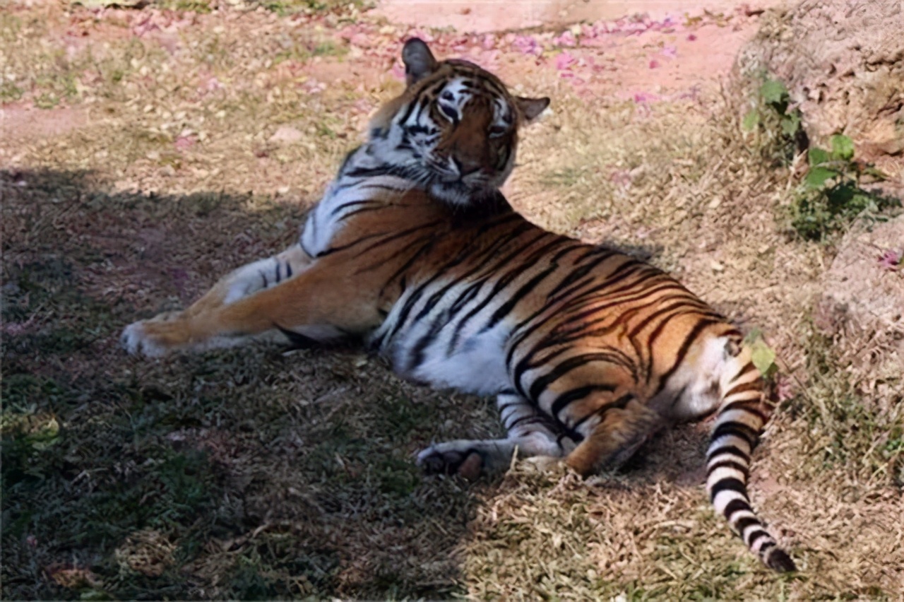 Why are there only starving lions but not starving tigers? What's the ...