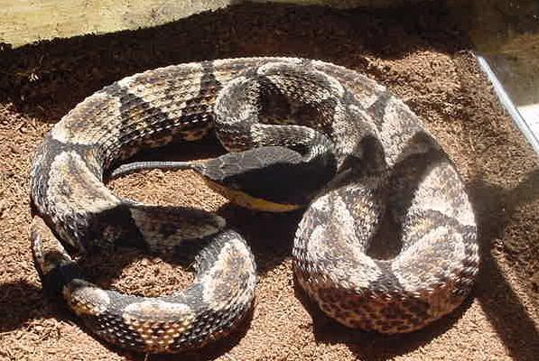 A Simple Book of Yunnan Venomous Snakes～Five Step Snake - iNEWS