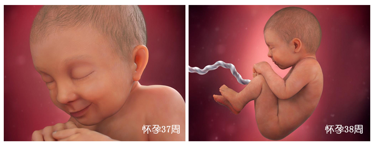 40-week fetus transformation: from 0.5 cm fertilized egg to 50 cm baby ...