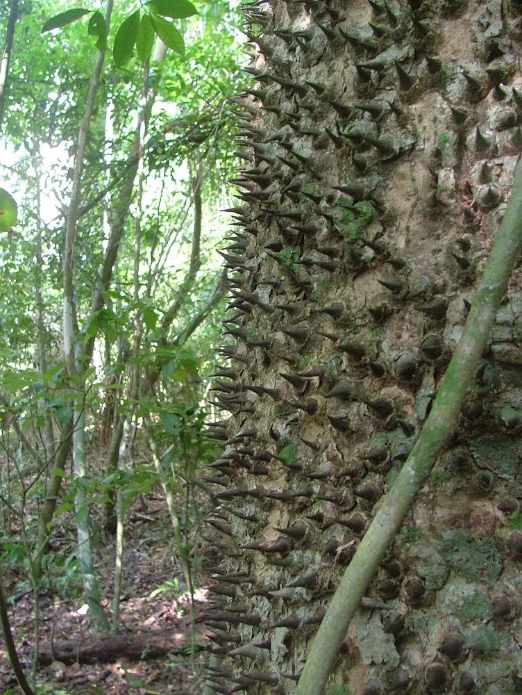It has thorns, is poisonous, and will explode. What kind of evil plant ...