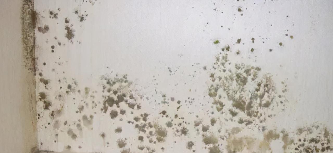 Common wall problems in the refurbishment of old houses. See if this is ...