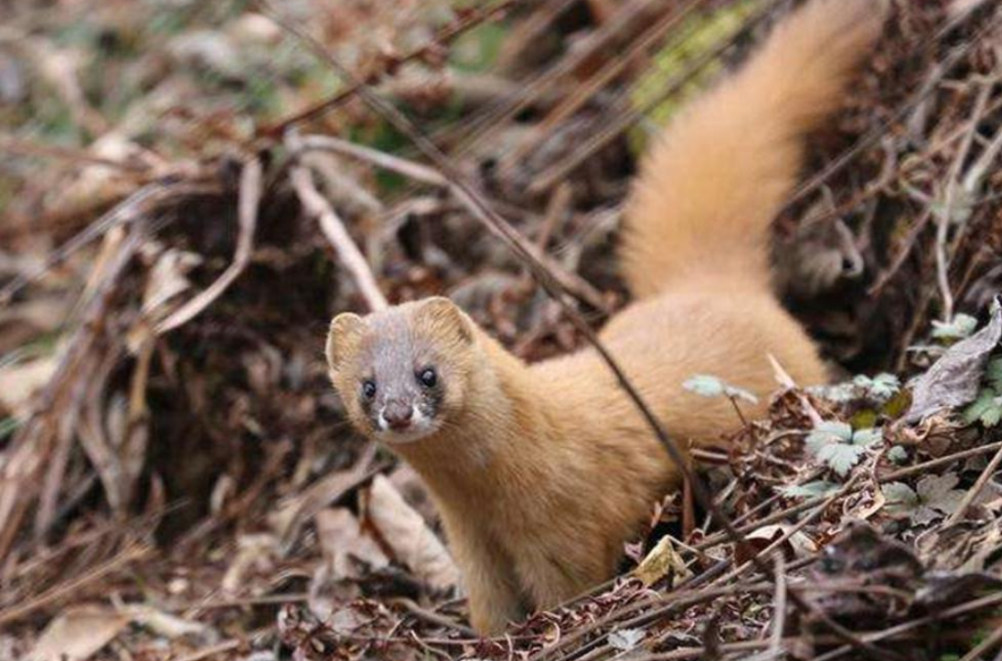 How powerful is the weasel known as the "Huang Daxian"? Why don't you ...