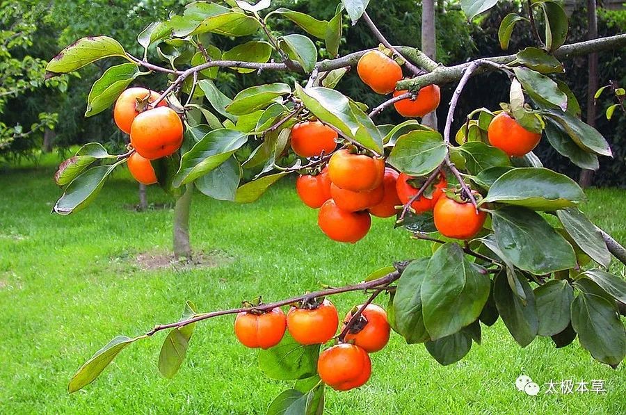 Persimmon tree, the whole body is a treasure, 13 ways to use, 5 kinds ...