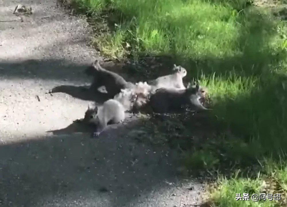 In the weird "rat king" phenomenon, the mice tie their tails into a big ...
