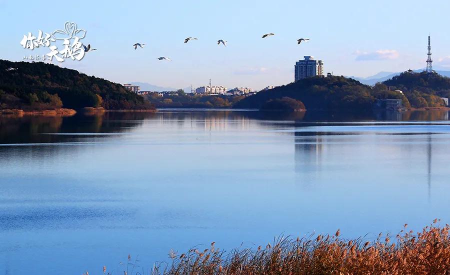[Ecological Huairou] "Group pet" swan inhabits Huairou, where the ...
