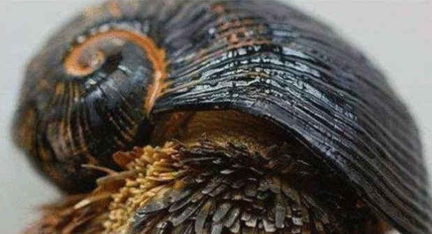 The hardest bulletproof snail in the world - iNEWS