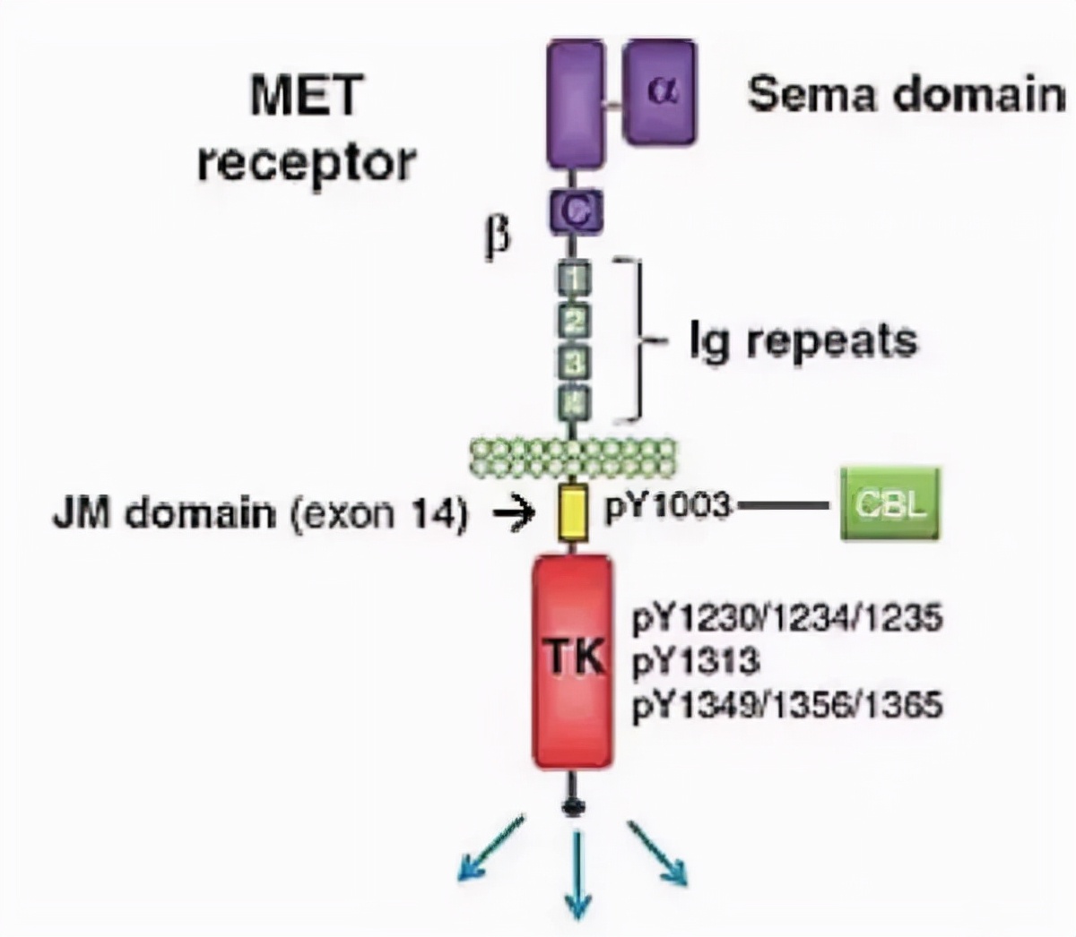 MET target introduction, related therapeutic drugs and clinical ...