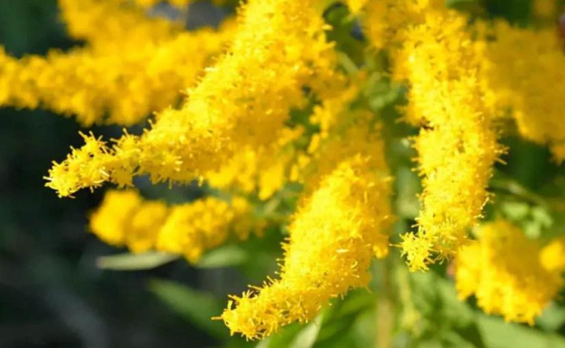 What is Solidago canadensis and why is it necessary to issue a "kill ...