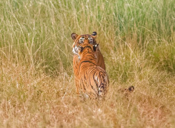 The son of the legendary tiger king: The Sudanese tiger drove high and ...