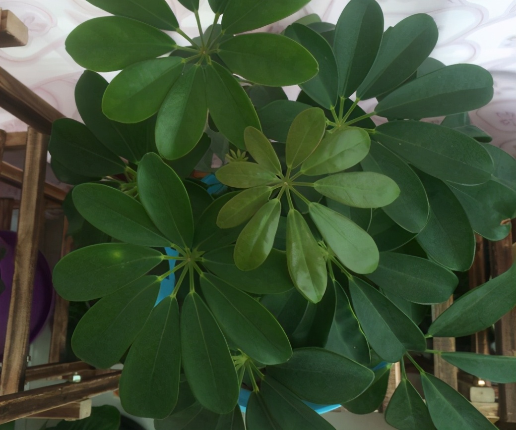 8 kinds of "beautiful flowers", all of which are "lucky trees" - iNEWS