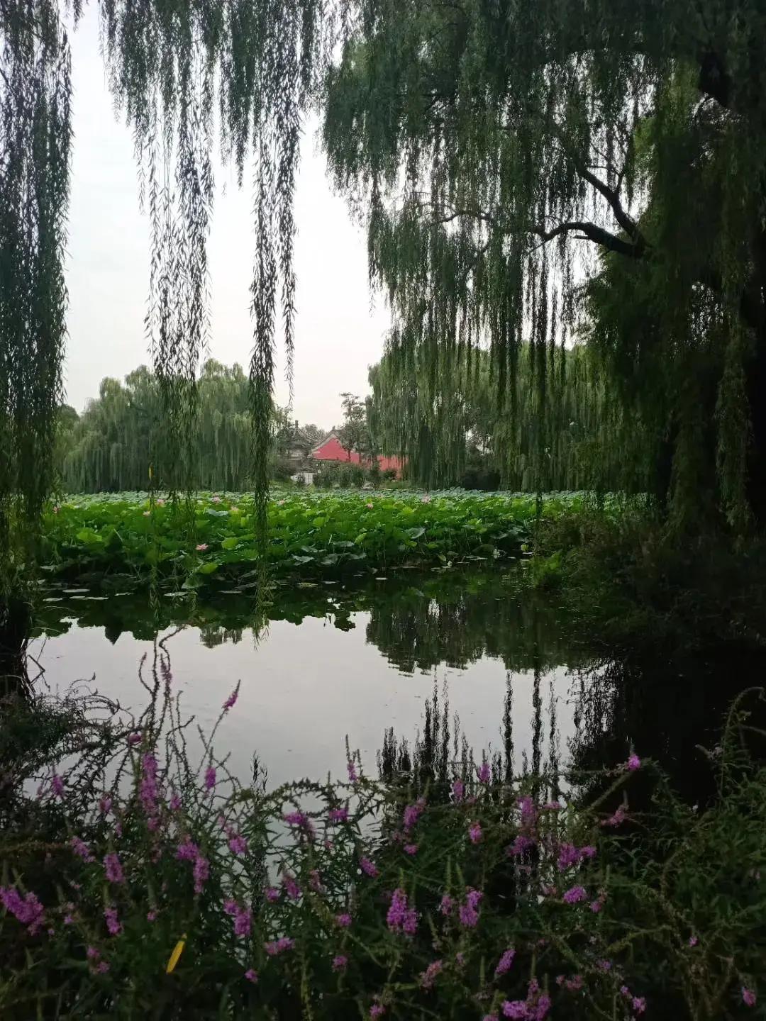 七絕《蓮花十首》 - 資訊咖