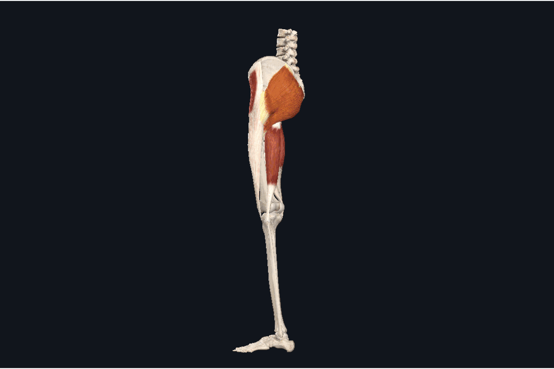 How to strengthen the strength of the gluteus medius and strengthen the ...