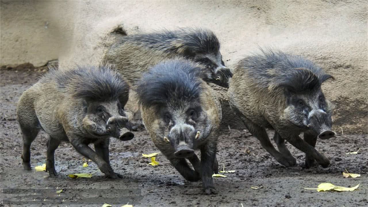 Wild boars are rampant in China, and there are constant battles between ...